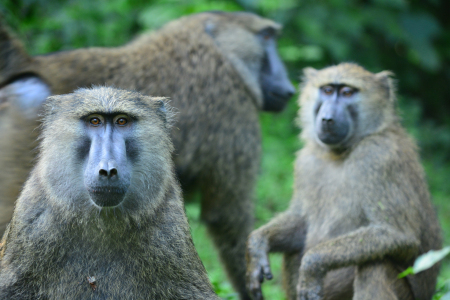 Lisa Naughton Research Group – UW–Madison